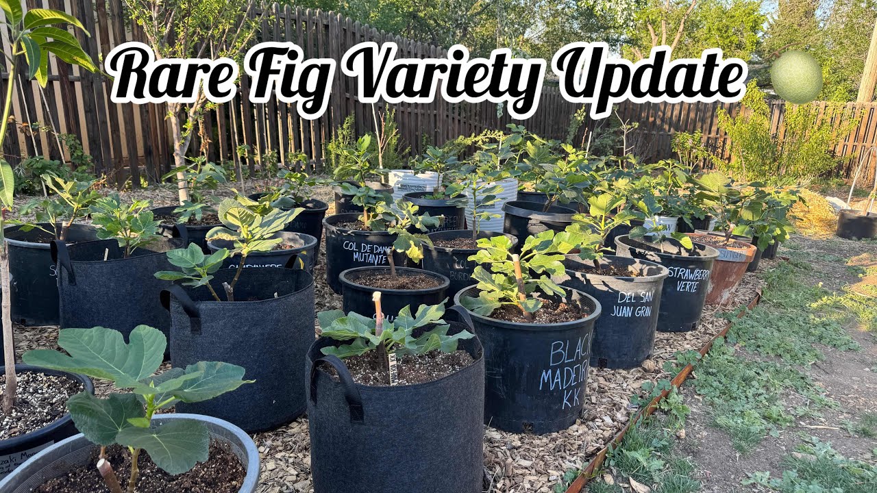 Rare Fig Variety Update: Finally Outside for the Season! 🌱☀️