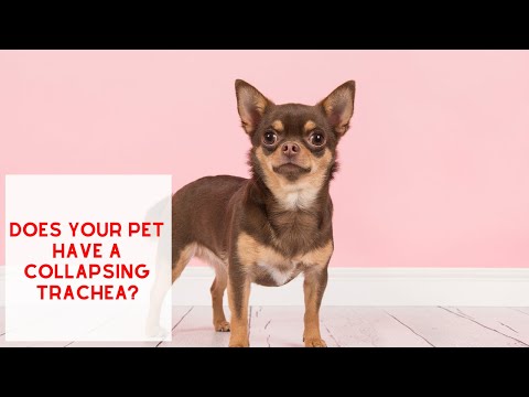 Does your Pet have a COLLAPSING TRACHEA?