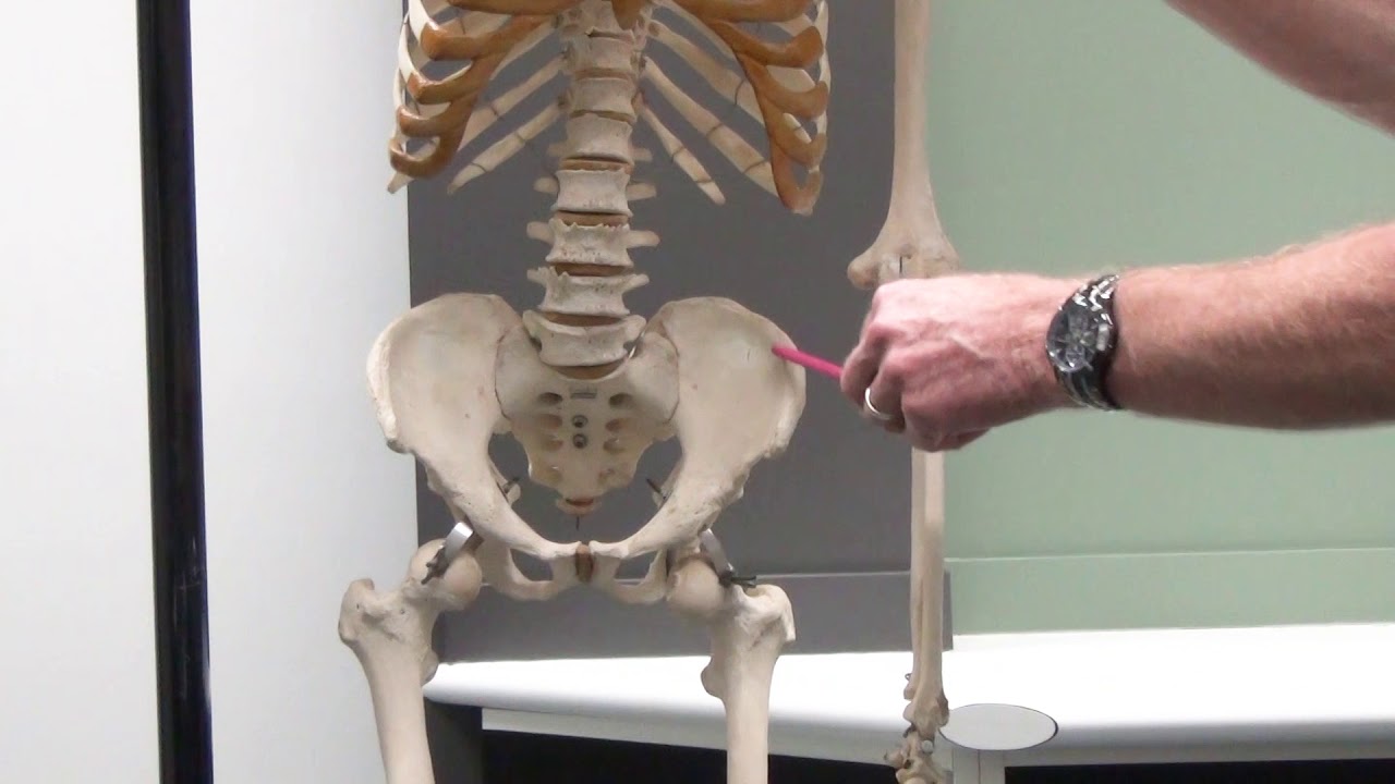 Understanding Pelvis Osteology: An Introduction to the Hip Bone and Its ...