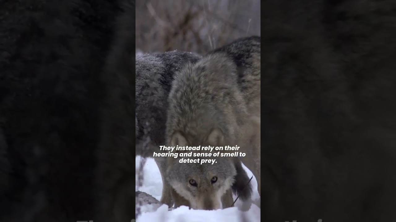 Grey Wolf  🐺 The Elegant Predators and Highly Social Animals 🐕 Gray Wolves Facts