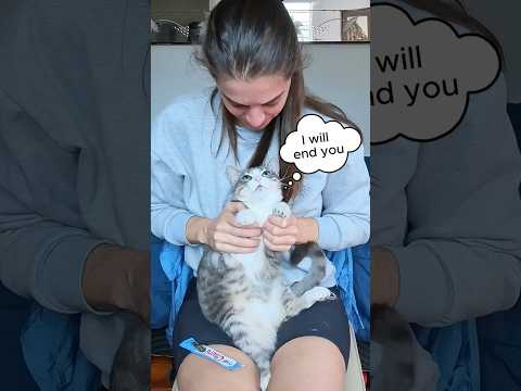 Trimming Your Cat’s Nails is EASY #catshorts