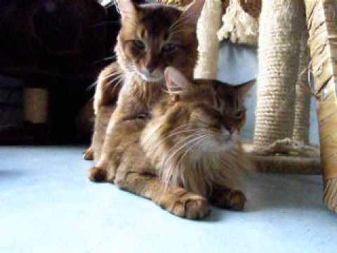 Cattery Ferox, aims to breed wonderfull Somali's