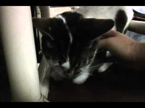 Meet Tuna a Domestic Shorthair currently available for adoption at Petango.com! 4/8/2014 6:49:41 PM