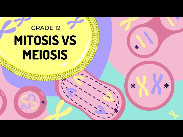 Understanding the Key Differences Between Mitosis and Meiosis | Galaxy.ai