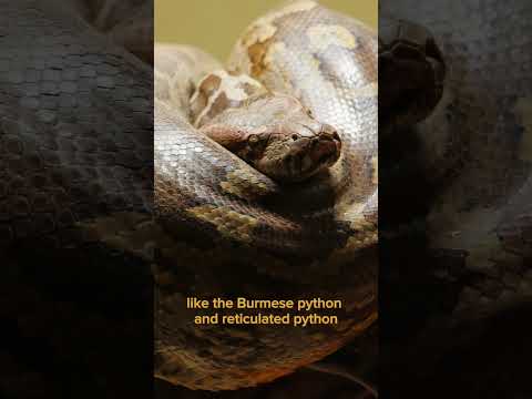 Unraveling the Python Enigma: Mind-Blowing Facts You Must See! #snakes #wildlife #animals #python