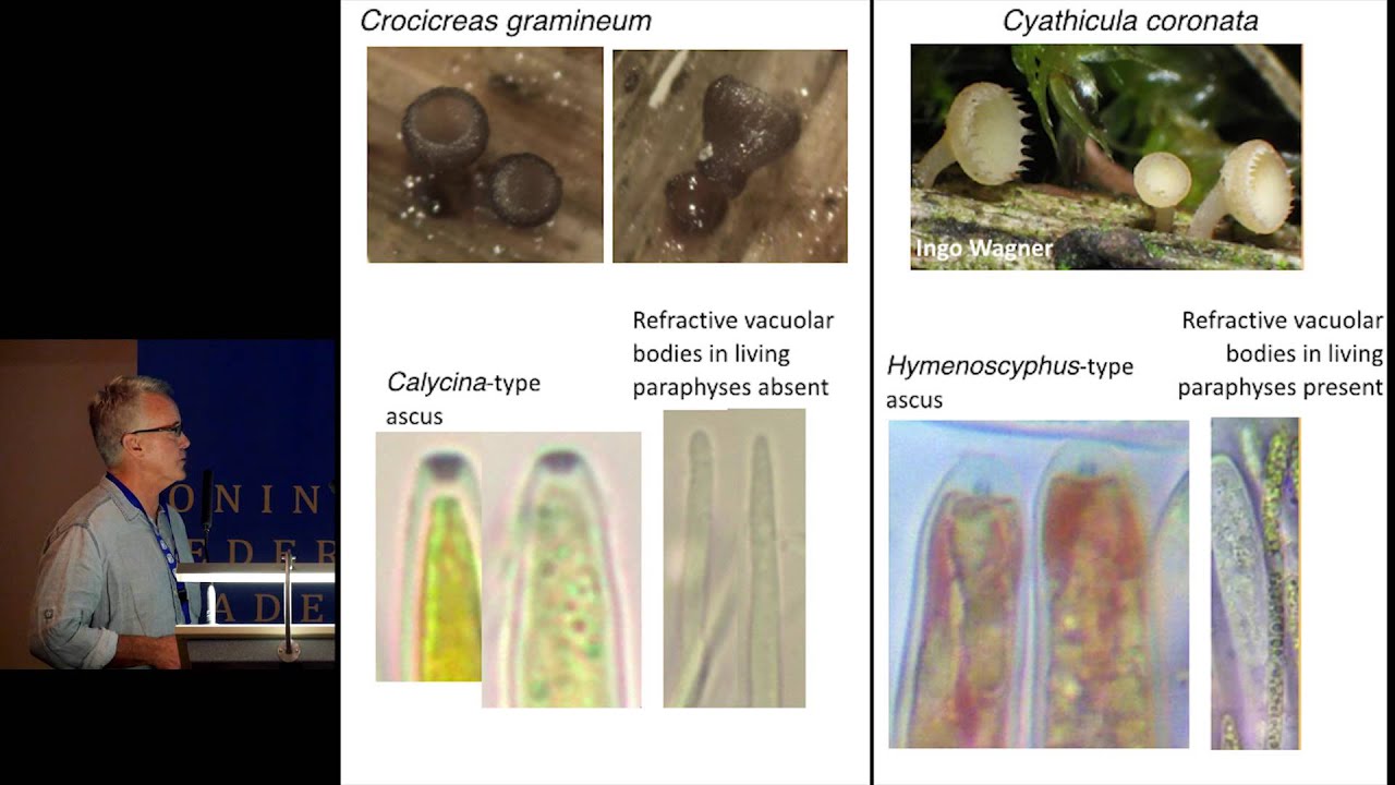 11 Peter Johnston et al   The Leotiomycetes – inconvenient truths
