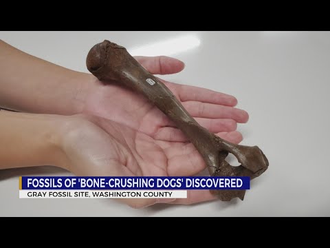 'Bone-crushing' dog discovered at Tennessee's Gray Fossil Site