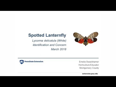 Spotted Lanternfly: Identification and Concern