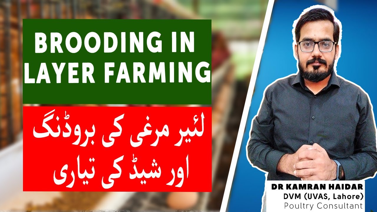 Brooding Management of Layer Hens | Layer Farming Basics for First Four Weeks | Shed Preparations