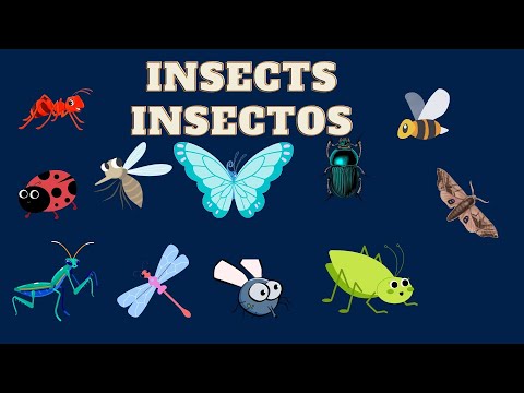 INSECTS INSECTOS - ENGLISH SPANISH TRANSLATION FOR KIDS