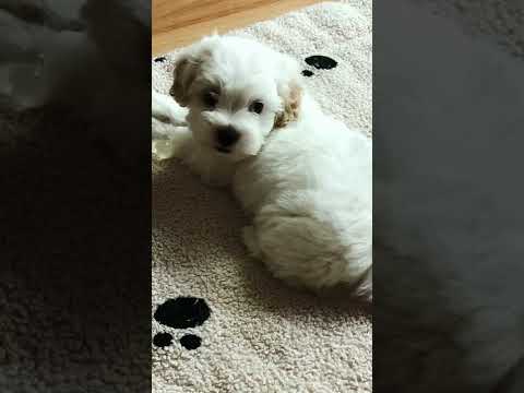 More pics of Summer the Maltipoo😊