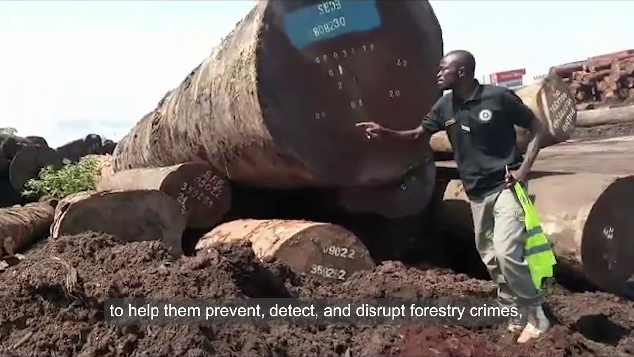 Forestry crime: targeting the most lucrative of environmental crimes