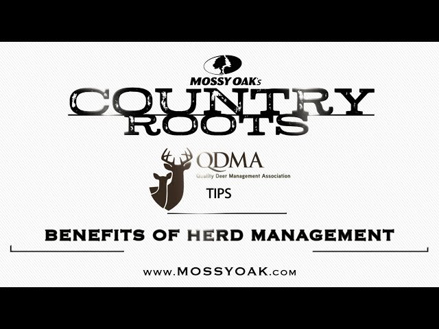 Qdma Logo
