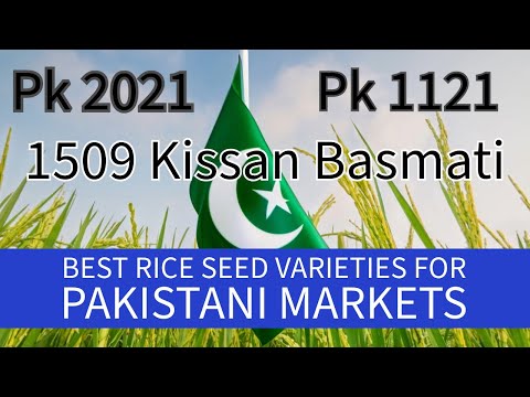 best varieties of op rice seed | High yield | pk 2021 | pk 1121 | 1509 Kissan Basmati | Kissan ghar
