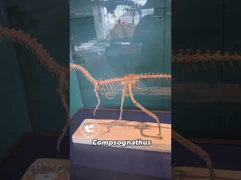Compsognathus on Display at the Science Museum of Minnesota