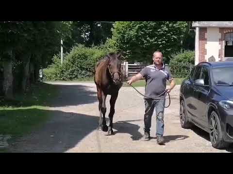 2025 Summer Sale - Lot 542 - f. KANDICE (VIF MONSIEUR x QUARESCA)