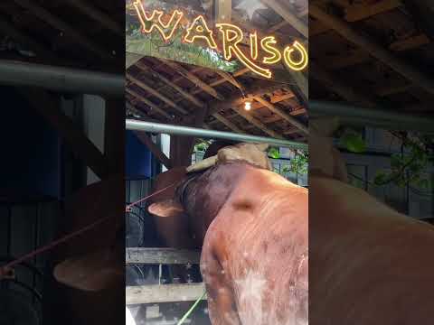 SAHABAT DARI KECIL_SAPI IRFAN HAKIM YANG BERTEMU SAHABATNYA SAAT AKAN DI KURBANKAN #shorts #sapi