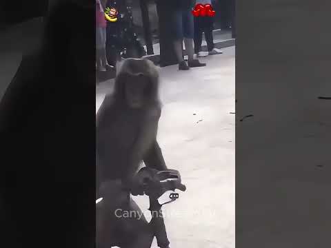 The Secret Life of Monkeys