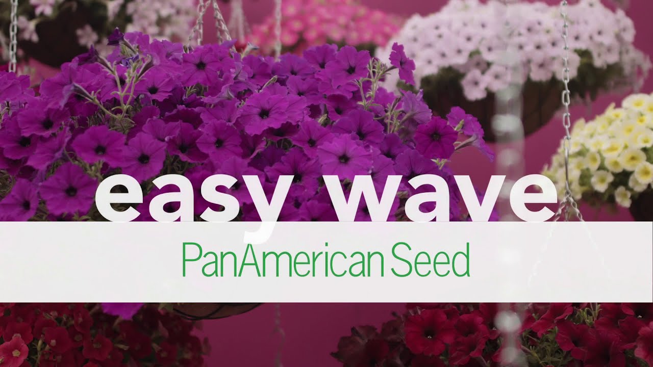 Spreading Petunia Easy Wave