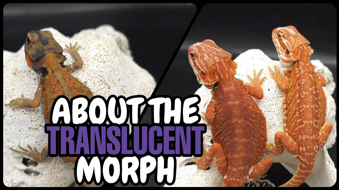 Bearded Dragon Genetics | The TRANSLUCENT Morph