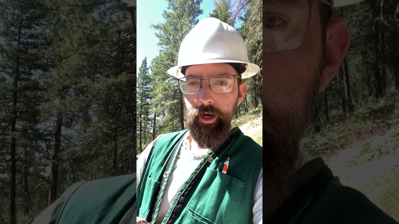 Forest Thinning in the Bitterroot National Forest