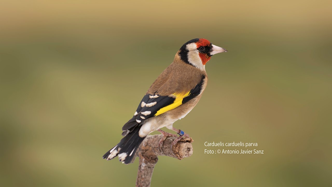Le chant du chardonneret Parva – Il canto del cardellino Parva – El canto del jilguero Parva