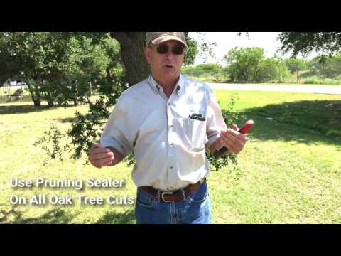 How And When To Properly Prune Your Oak Trees