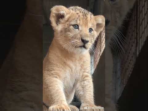 Baby Lion Cute Roaring and Walking!