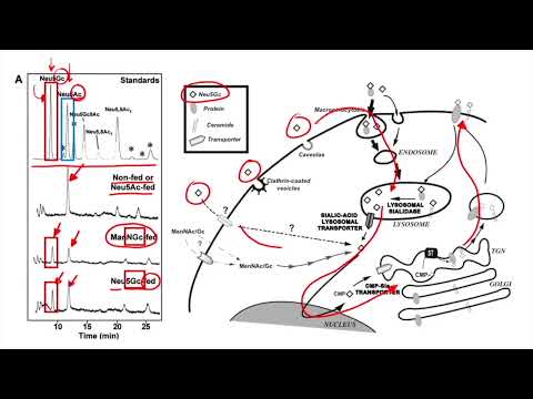 What is Neu5Gc & why is it important?