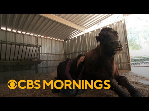 The Gentle Barn: Where animal rescue meets human therapy