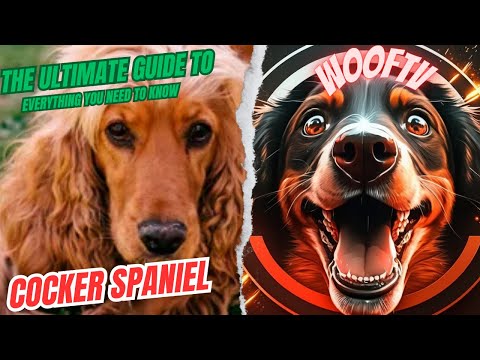 The Ultimate Guide to Cocker Spaniel: Everything You Need to Know