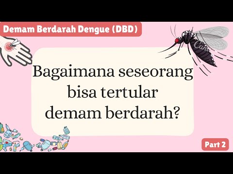 Bagaimana seseorang bisa tertular demam berdarah, cara penularan DBD||dokter Puskesmas