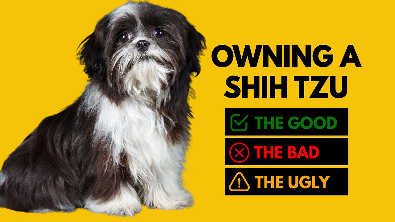 Owning a Shih Tzu: The Good, The Bad, The Ugly