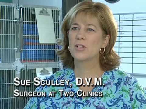 Overview of Laser Surgery - Veterinary