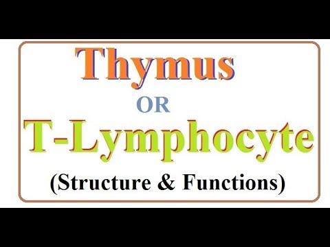 Thymus gland in hindi | Structure and Function of thymus
