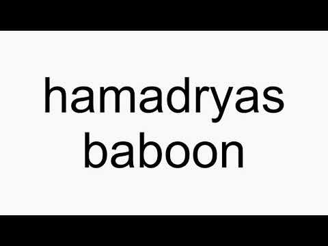 How to pronounce hamadryas baboon