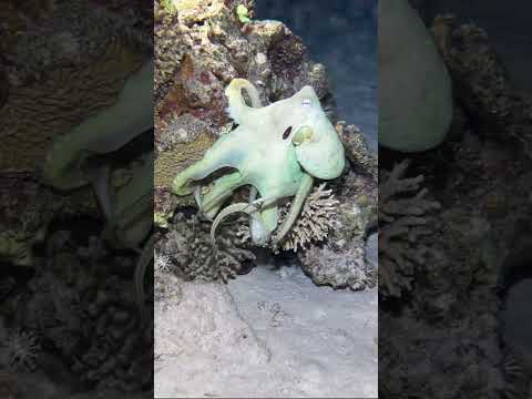 Crazy octopus camouflage 😱🐙 🎥 IG - ibrahim.elhariry