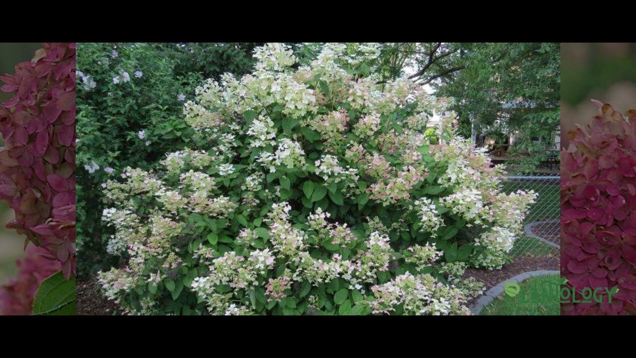 Quickfire Hydrangea