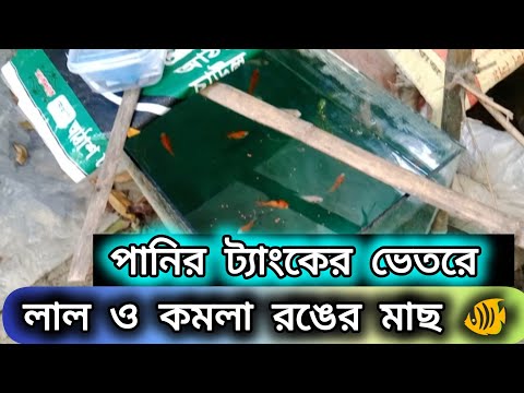Fish Farming at Home 🐠 | Small Tank Big Idea | Episode 1