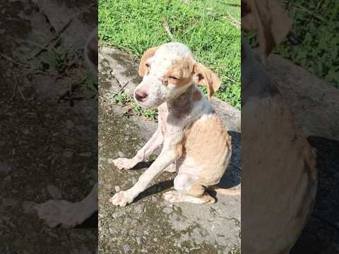 She Was Rescued Weak and Sick But Began an Inspiring Journey to Healing and Love