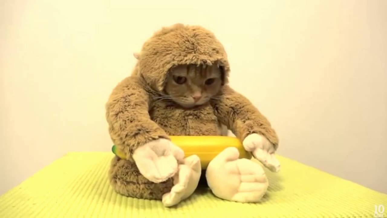Top 10 Hilarious Cat GIFs with Sound!