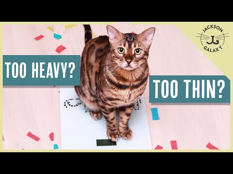 How Much Should My Cat Weigh?
