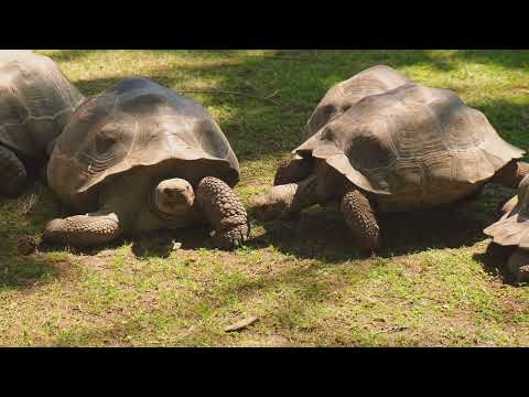 How Long Do Turtles Live? 🐢
