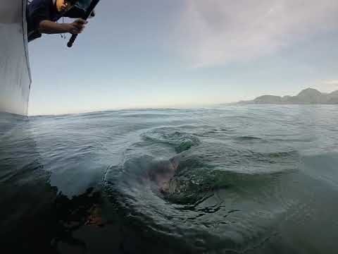 Sitka Alaska King Salmon Catch