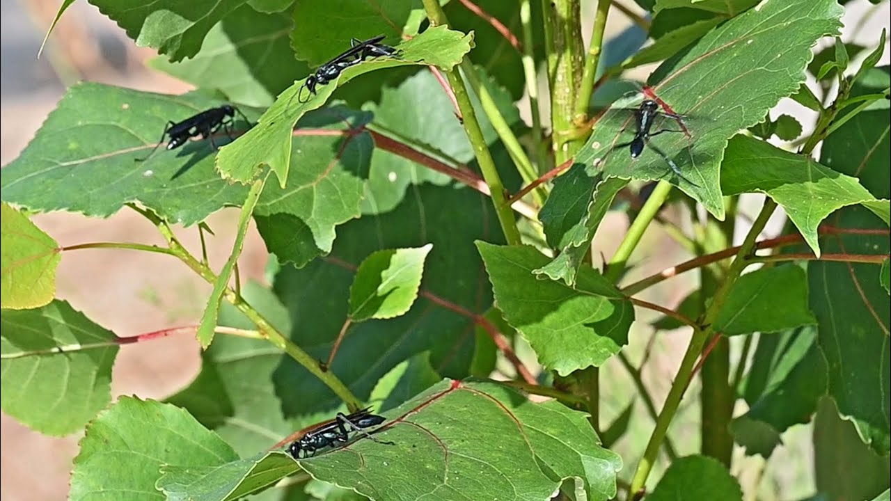 Chalybion californicum  BLUE MUD WASP many on Cottonwood 3042496