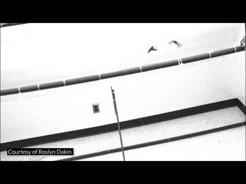 Hummingbirds dodge and weave | Science News