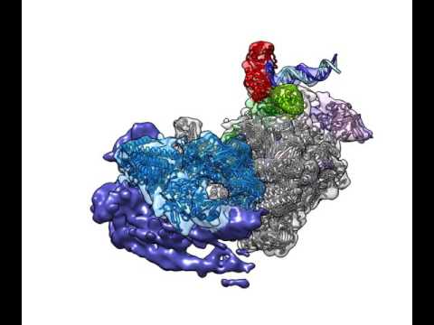 Architecture of the RNA polymerase II-Mediator core initiation complex
