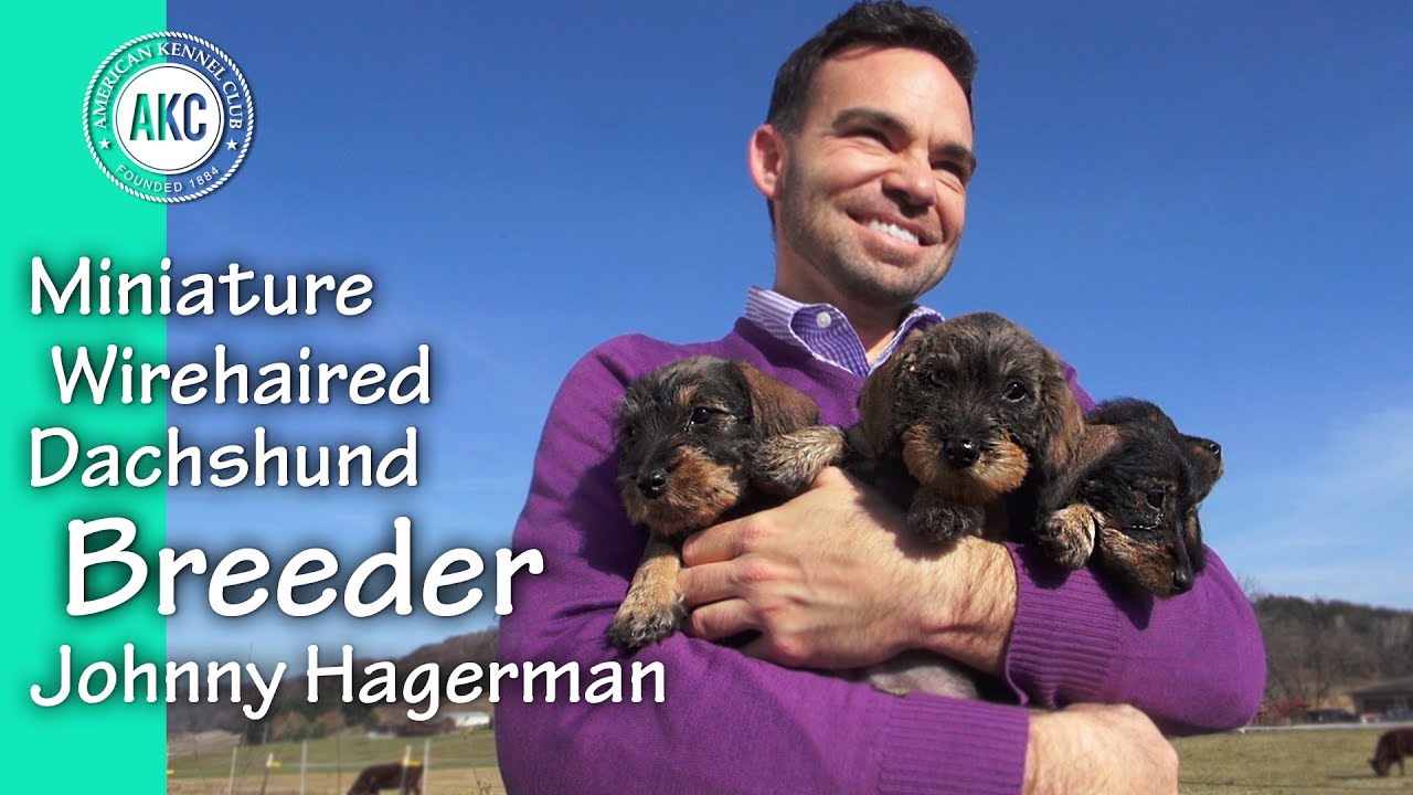 I am a Breeder - Johnny Hagerman - Miniature Wirehaired Dachshund
