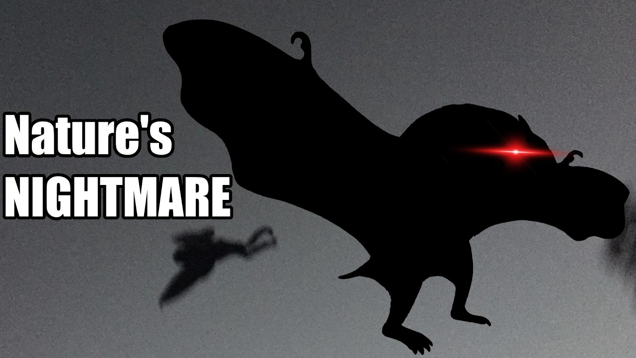 What if Mothman was Real? - Speculative Evolution