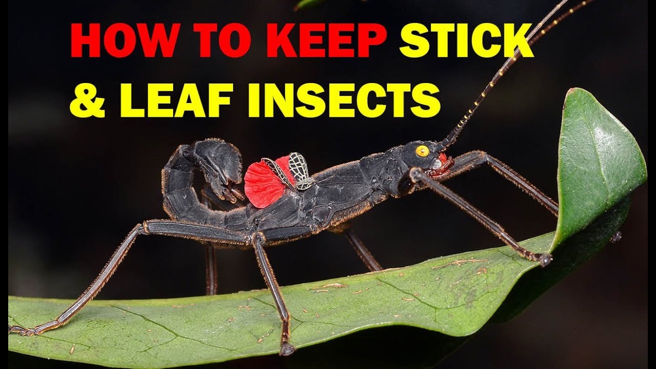 How to keep stick and leaf insects (Weird and Wonderful Pets Episode 3 of 15)